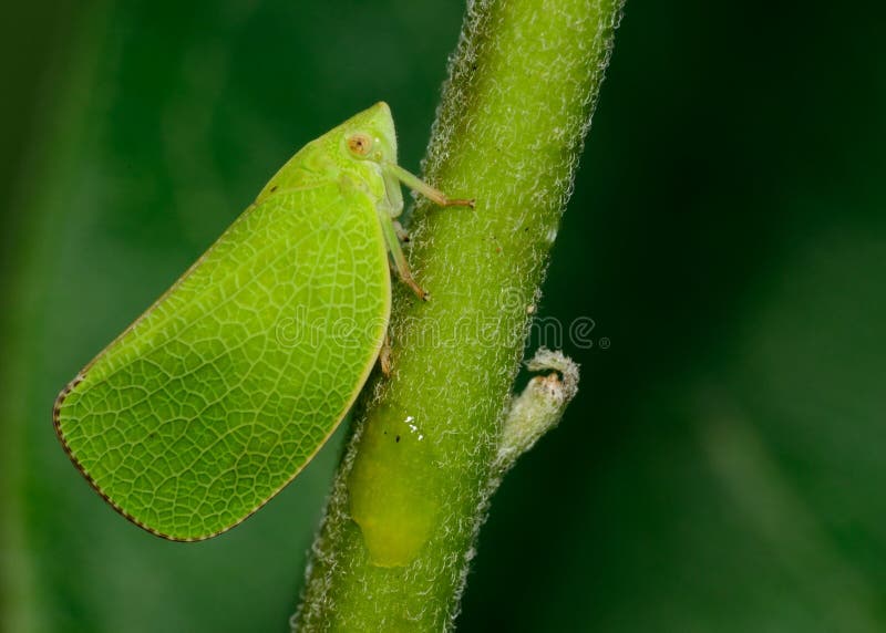 Leafhopper stock image. Image of nature, insect, creature - 32750797