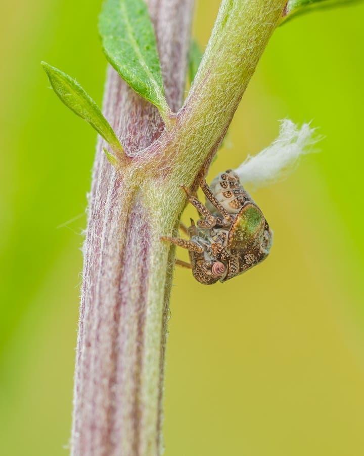 Leafhopper Larva on Green Black Leaf, Incredible Wildlife Stock Photo ...