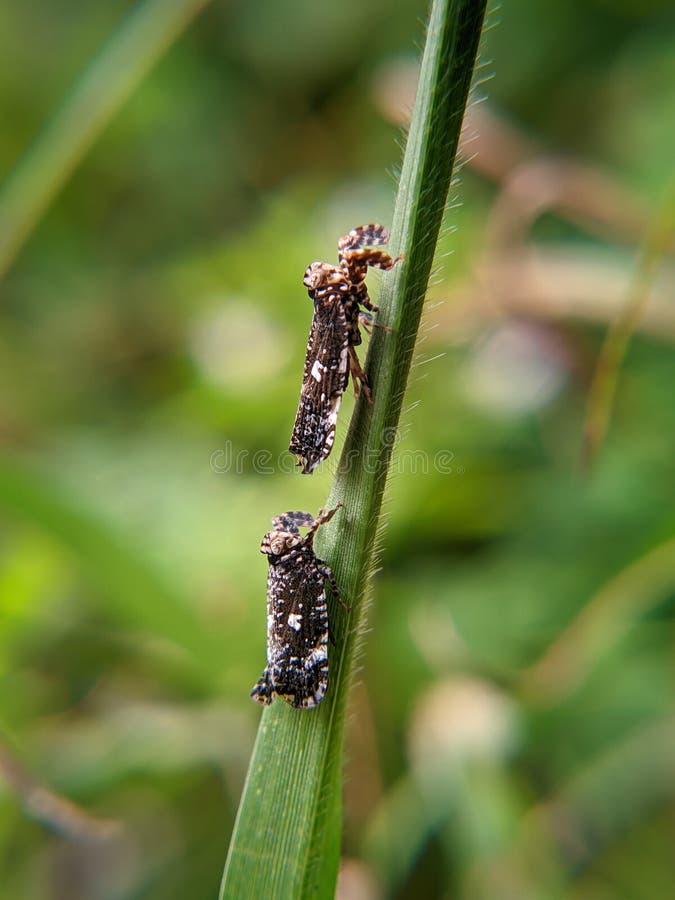 The Leafhopper Pattern is Very Beautiful To Look at Stock Image - Image ...