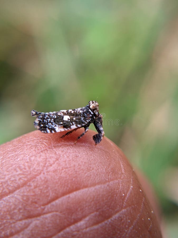 The Leafhopper Pattern is Very Beautiful To Look at Stock Image - Image ...