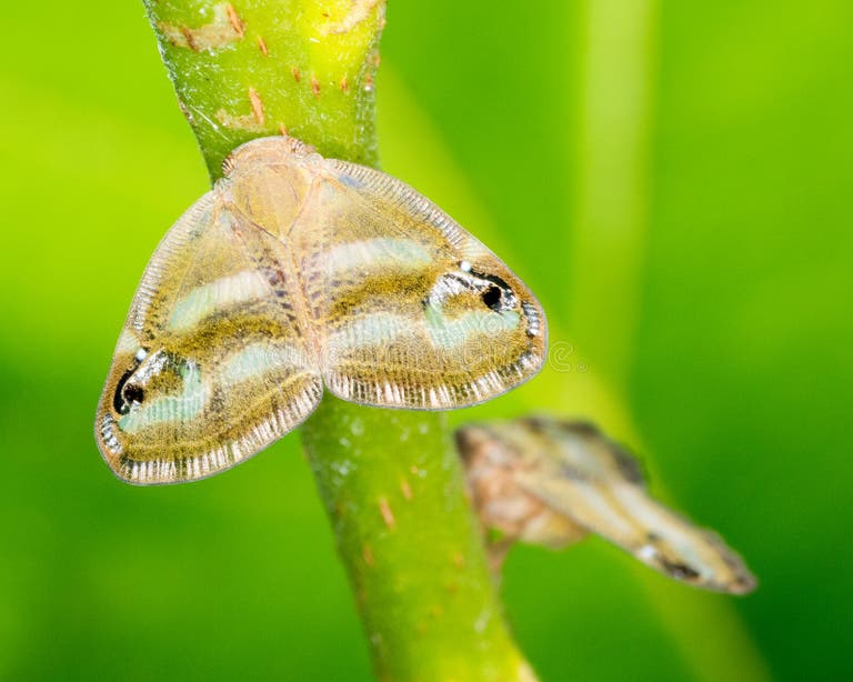 Leafhopper stock image. Image of eyes, green, cyan, leaf - 32504747