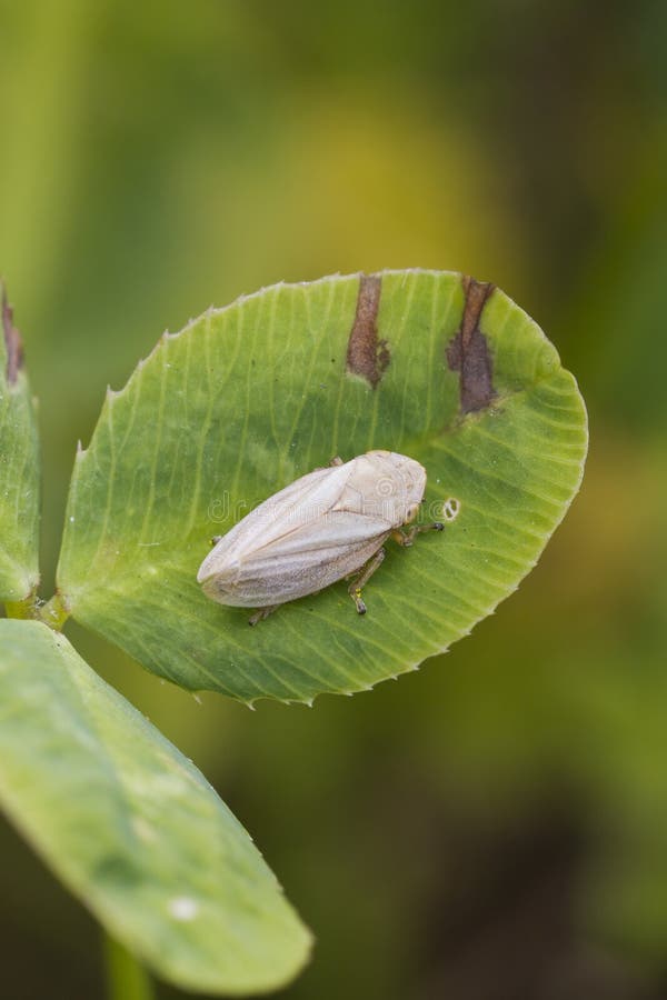 Leafhopper stock image. Image of homopterous, hopper - 32001471