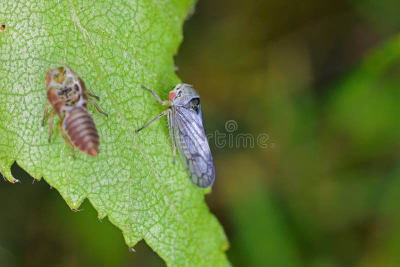 Leafhopper Which Developed on a Birch Leaf Shortly after Metamorphosis ...