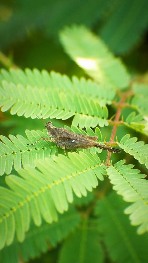 Leafhoppers are a Group of Insects that Belong To the Suborder ...