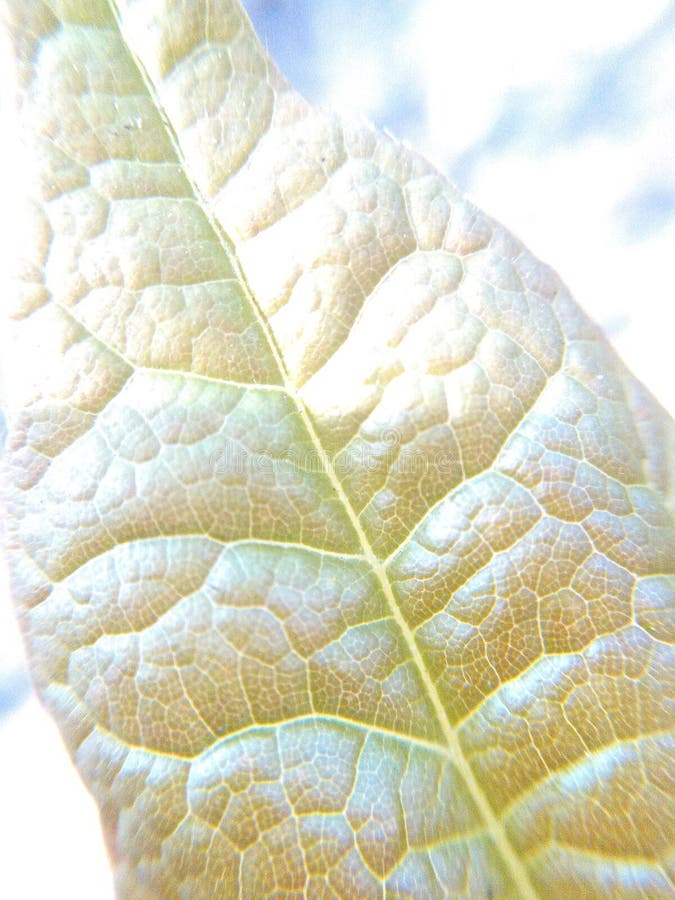 Leafing out 4 stock image. Image of leafing, leaf, closeup - 117010379