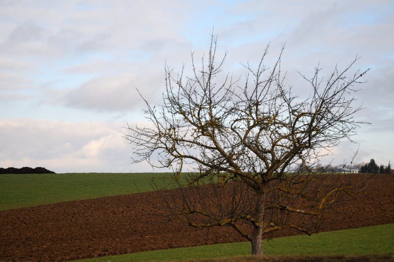 A Leafless Apple Tree in Rural Landscape Stock Photo - Image of ...