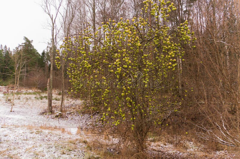 Leafless apple tree stock image. Image of winter, leafless - 51204365