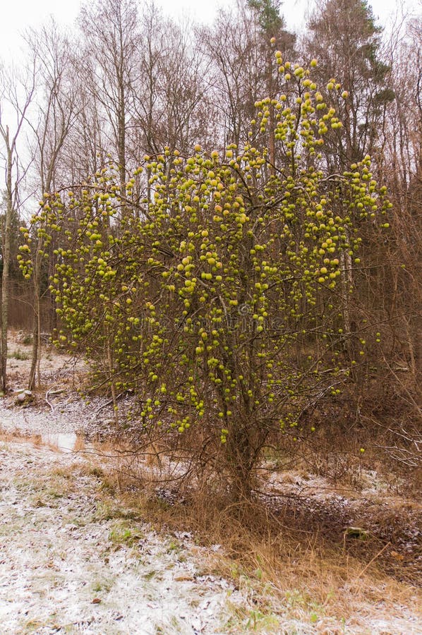 Leafless apple tree stock photo. Image of trees, green - 51204378