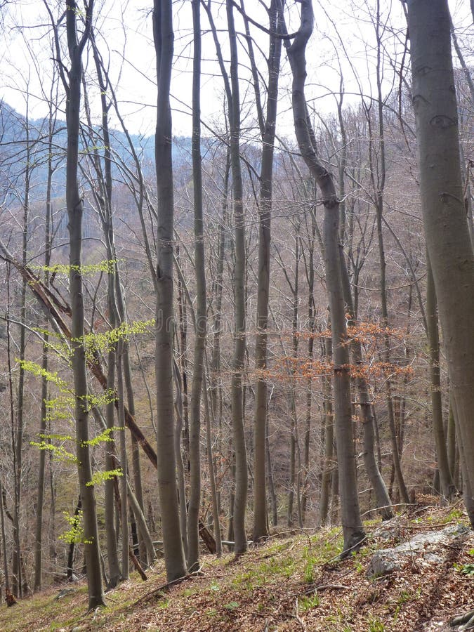Leafless Beech Wood in the Spring Stock Photo - Image of branch, scene ...