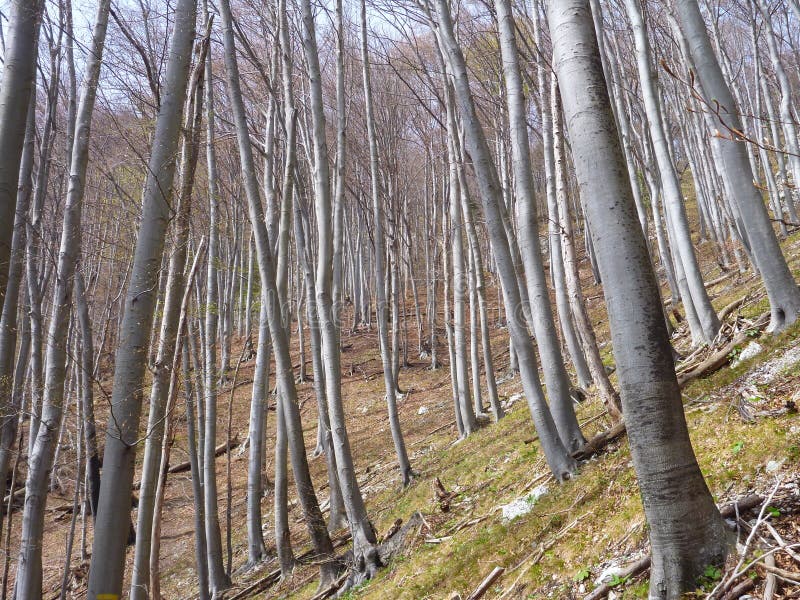 Leafless Beech Wood in the Spring Stock Image - Image of beauty ...