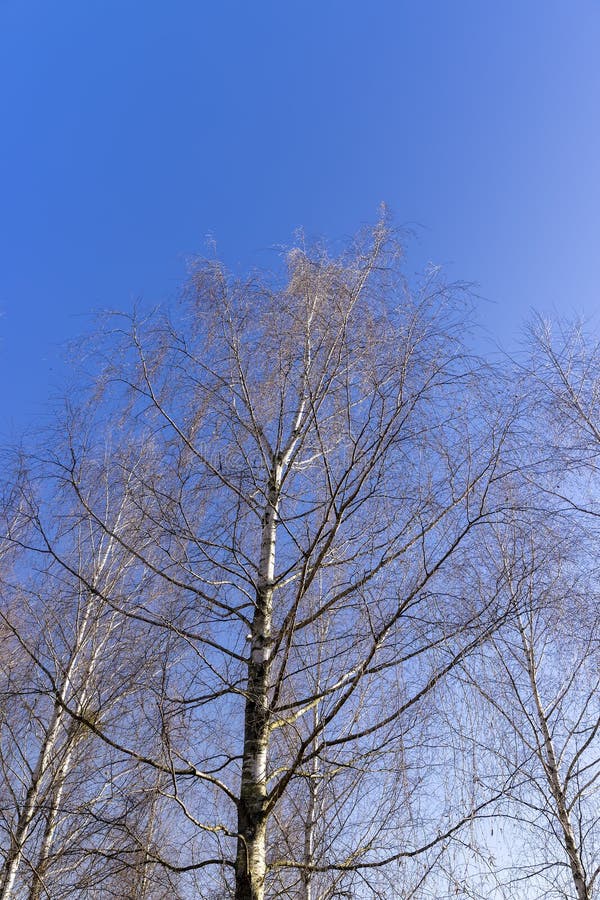 Leafless Birch Trees in Early Spring in Sunny Weather Stock Image ...