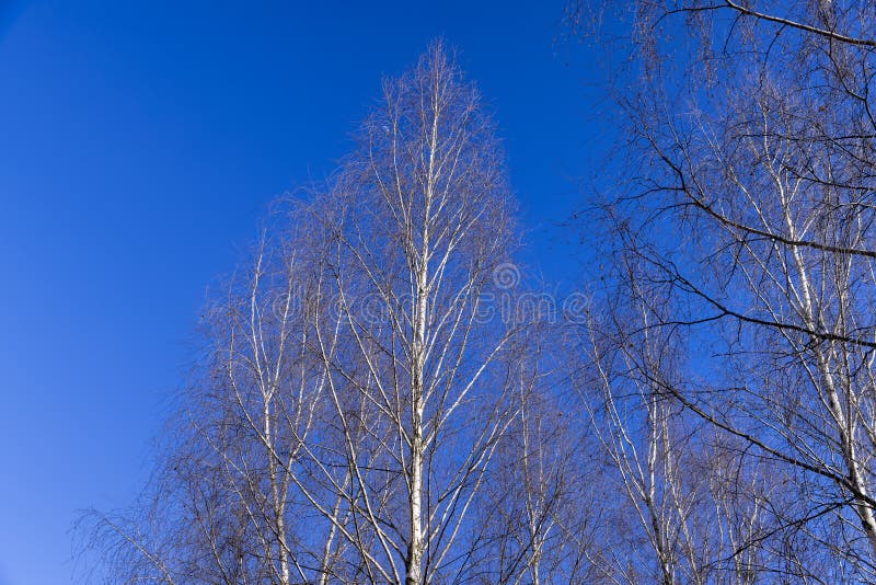 Leafless Birch Trees in Early Spring in Sunny Weather Stock Image ...