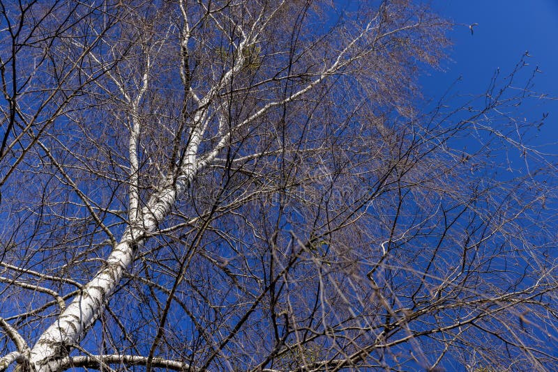 Leafless Birch Trees in Sunny Weather in Spring Stock Image - Image of ...