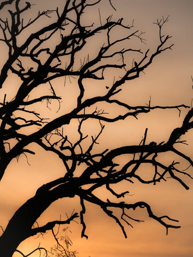 The Leafless Branch in the stock image. Image of abstract - 119495935