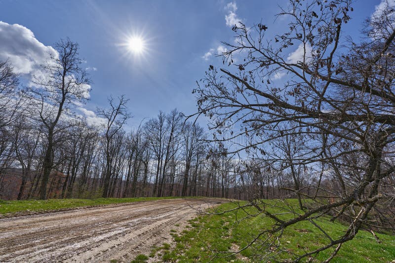 Leafless Branch Over Sunny Forest Path Stock Photos - Free & Royalty ...