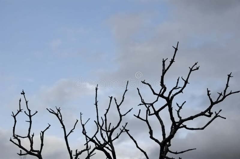 Leafless branches stock image. Image of cloudy, branches - 17532309
