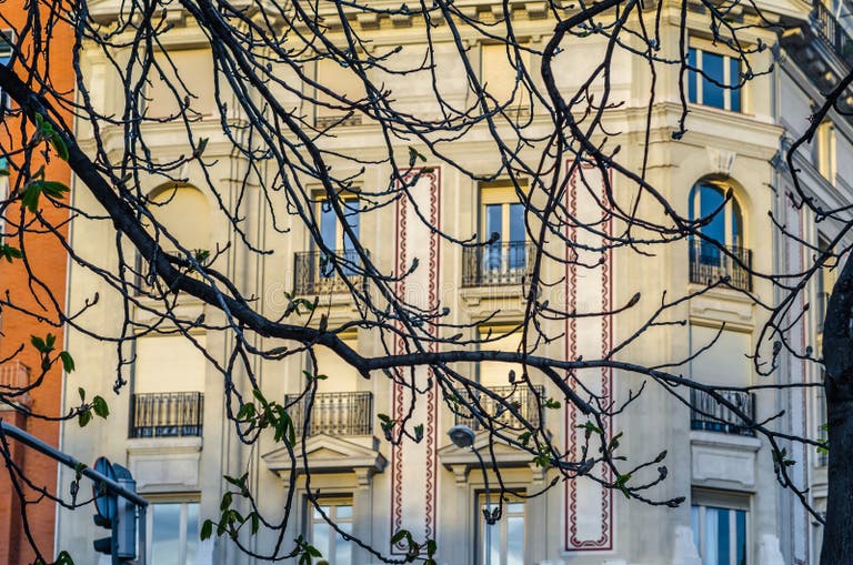 Leafless Branches with Building Facade in the Background Stock Image ...