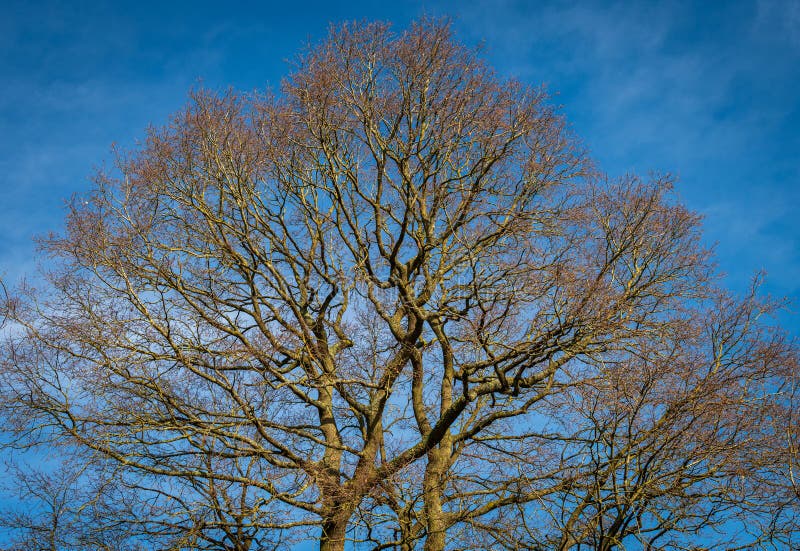 Leafless Branches of a Giant Oak Tree Stretch Against the Blue Sky ...