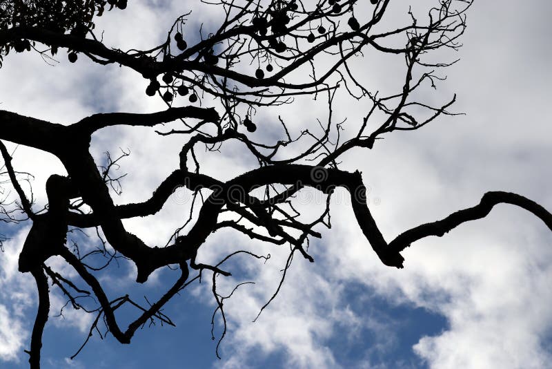 Leafless branches stock image. Image of landscape, nature - 217502587