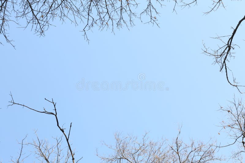 Leafless Branches of a Treetops Against the Blue Sky. Stock Photo ...