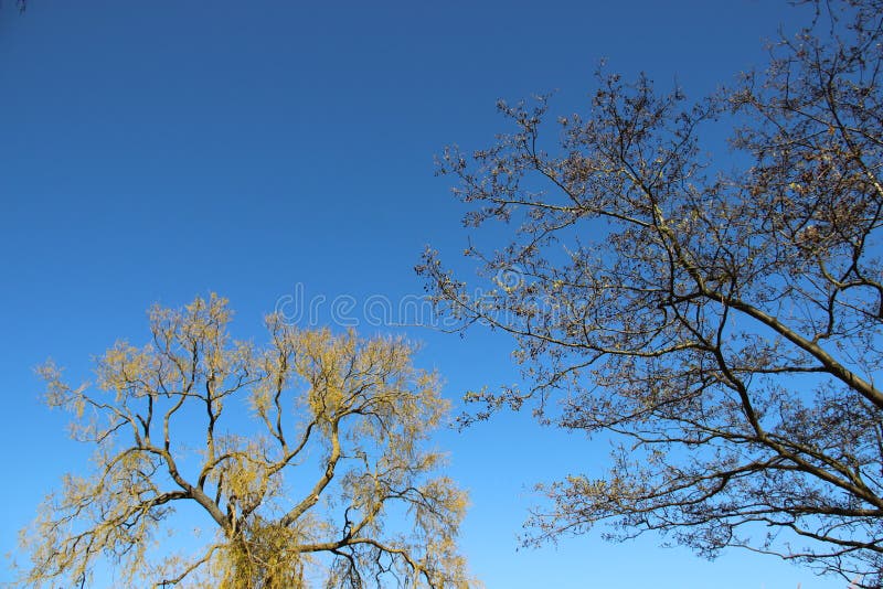 Tree Budding Young Green Leaves in Springtime Stock Photo - Image of ...