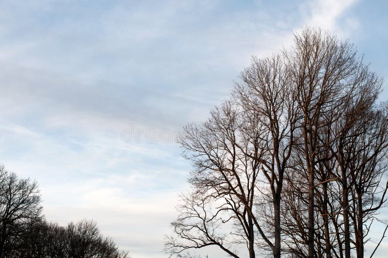 Leafless Canopies of Oak Trees in Evening Sun Stock Image - Image of ...