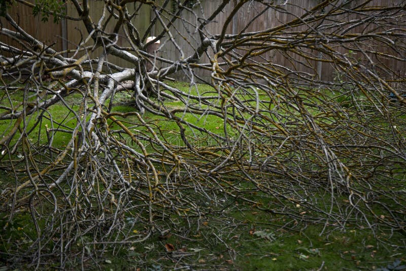 Leafless Crown of a Tree Lying on the Ground Stock Image - Image of ...