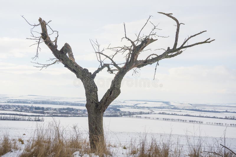 Leafless Dead Trees in the Winter with a Snow Stock Image - Image of ...
