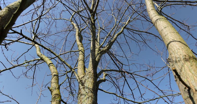 Leafless Deciduous Trees in the Spring Season Stock Footage - Video of ...