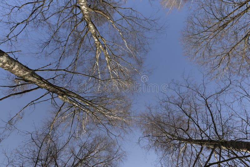 Leafless Deciduous Trees in the Spring Season Stock Image - Image of ...
