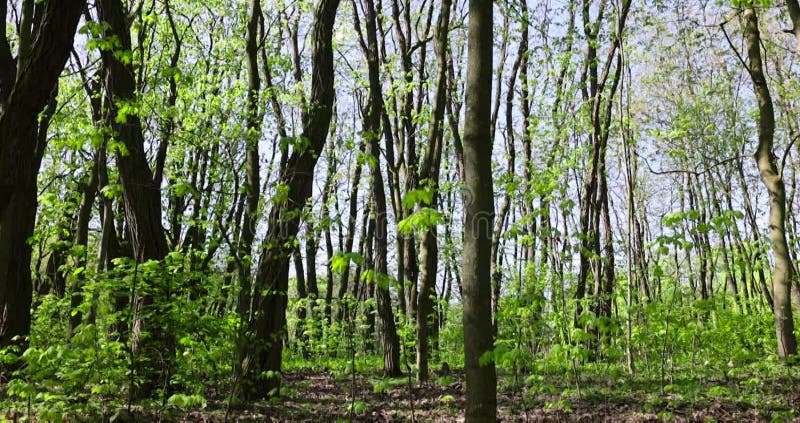 Leafless Deciduous Trees in the Spring Season Stock Footage - Video of ...