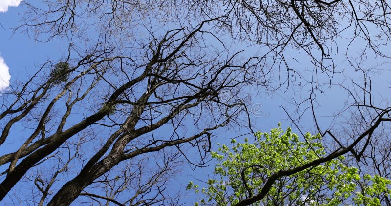 Leafless Deciduous Trees in the Spring Season Stock Footage - Video of ...