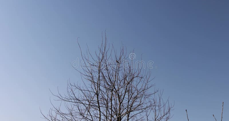 Leafless Deciduous Trees in the Spring Season Stock Footage - Video of ...