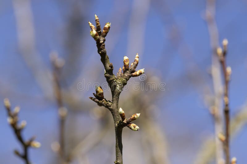 Deciduous Trees Covered in Lichens and Glowing with Pretty Red Orange ...