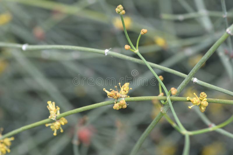 Leafless ephedra stock photo. Image of close, subsp - 269752734
