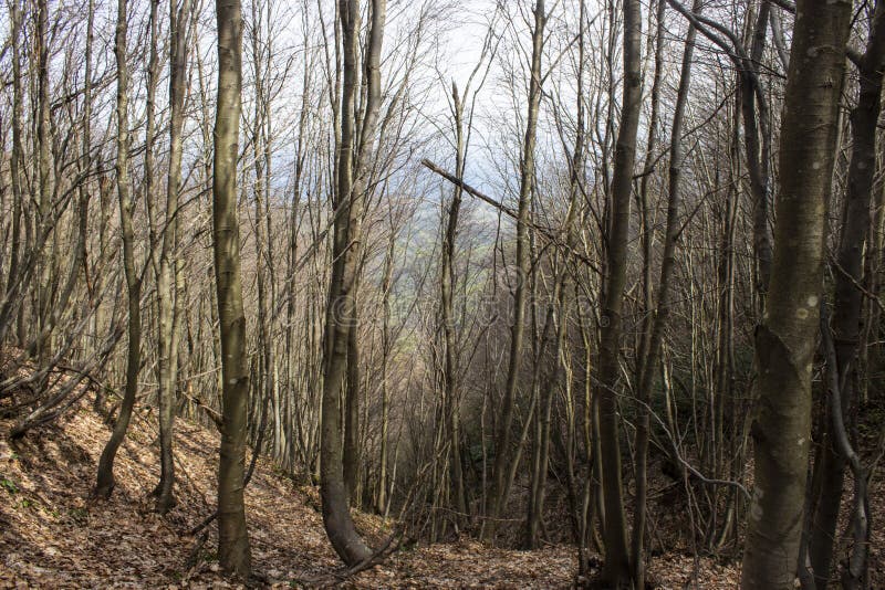 Leafless Forest in Autumn Season Stock Photo - Image of leaves, ecology ...