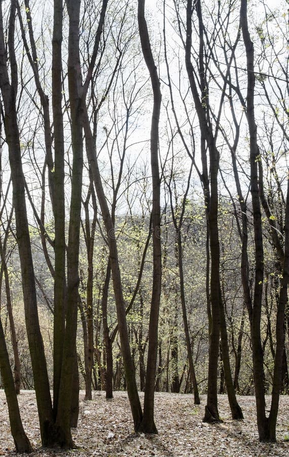 Leafless Forest in Early Spring Stock Photo - Image of horizon, moss ...