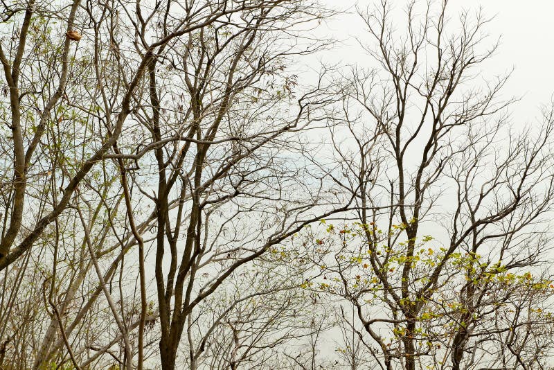 Leafless Forest Tree Branch Stock Photo - Image of nature, background ...