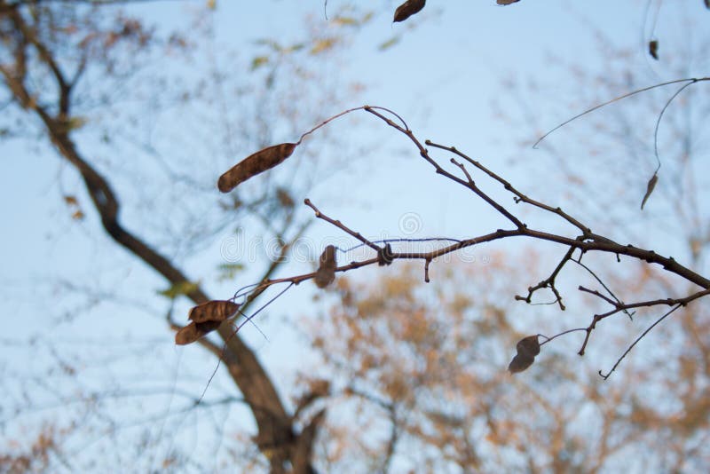 Leafless Maple Tree Next To an Old Barn Stock Photo - Image of ...