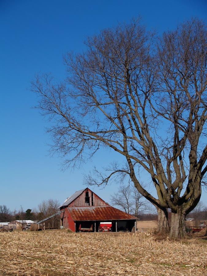 Leafless Maple Tree Next To an Old Barn Stock Photo - Image of ...