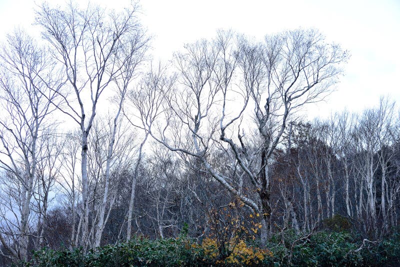 Leafless Maple Tree Next To an Old Barn Stock Photo - Image of ...