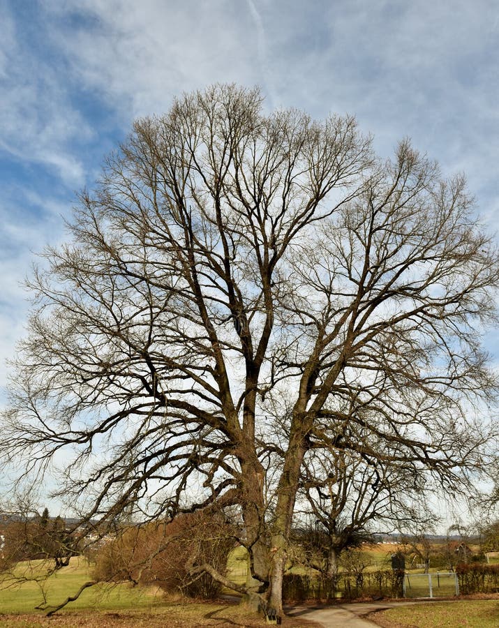Leafless Stock Photos - Download 20,424 Royalty Free Photos