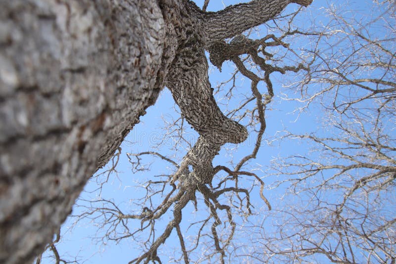 Winter Oak Tree in Iowa stock photo. Image of iowa, winter - 233635792