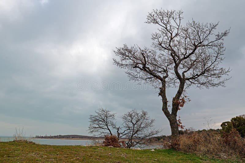 A Leafless Oak Tree by the Lake, in Cloudy Weather Stock Image - Image ...