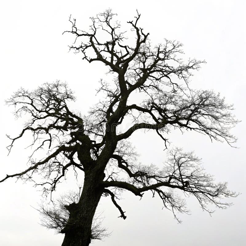 Leafless Oak Tree Silhouette Stock Illustration - Illustration of ...