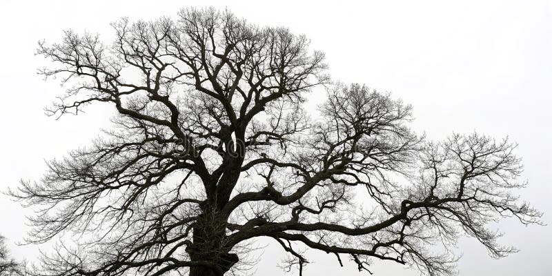 Leafless Oak Tree Silhouette Stock Illustration - Illustration of clear ...