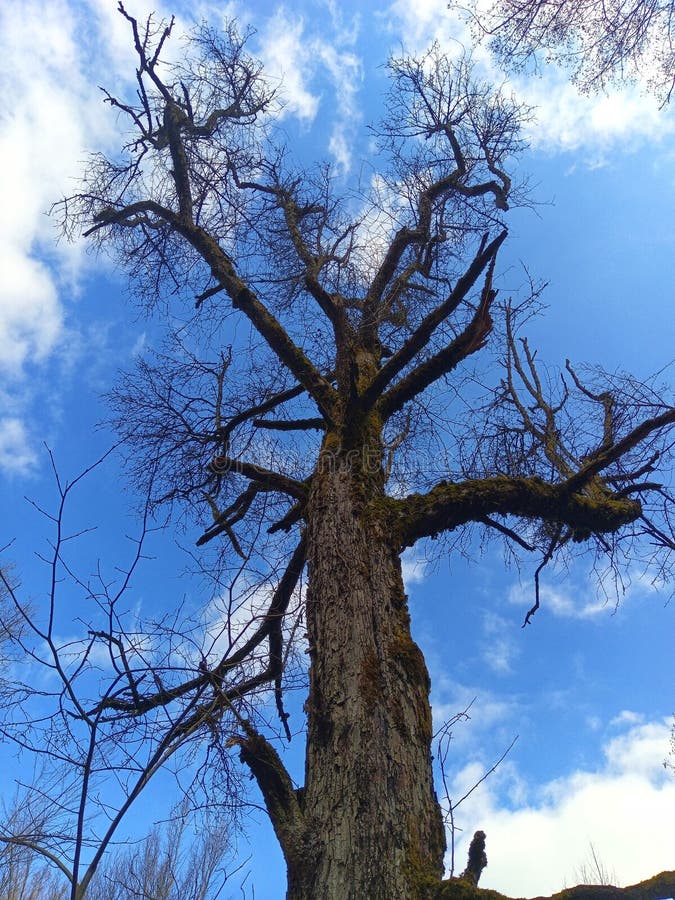 Old Oak Tree. Background Nature. Abstract Nature. Stock Image - Image ...