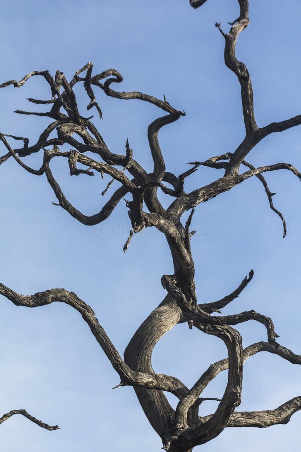 Leafless Old Tree in Kruger Park, South Africa Stock Image - Image of ...