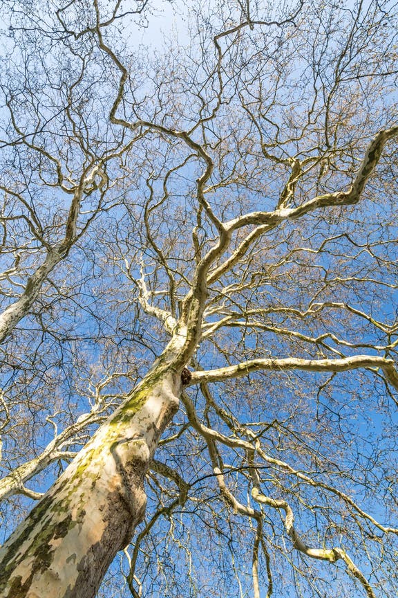 Leafless Plane Tree with Many Branches in the Morning Sun Stock Photo ...
