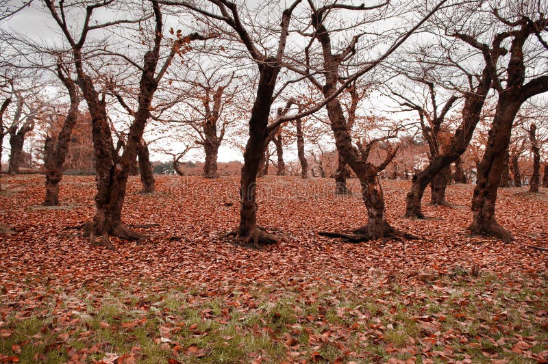Leafless Plum Tree in Orchard during Dry Cold Winter Stock Image ...